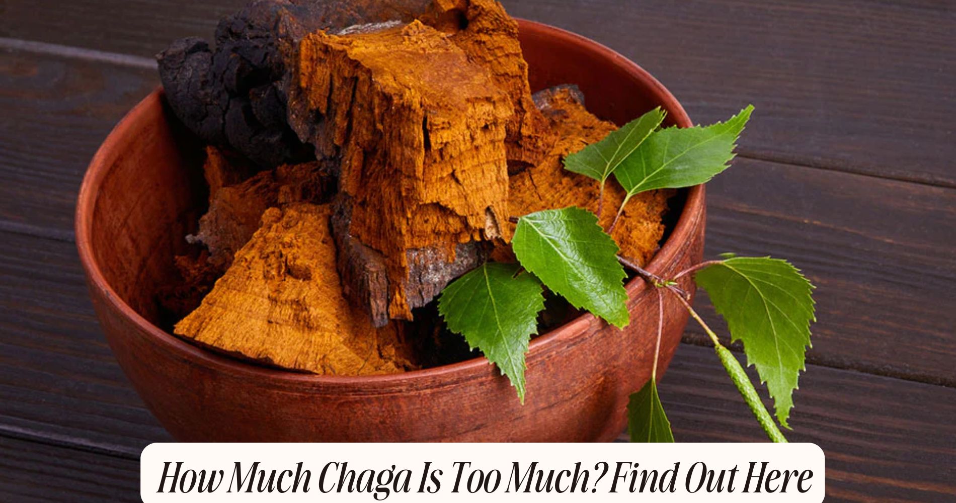 How Much Chaga Is Too Much? Find Out Here