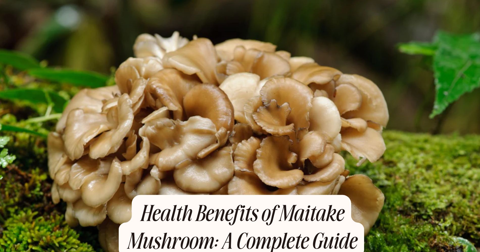 Health Benefits of Maitake Mushroom: A Complete Guide