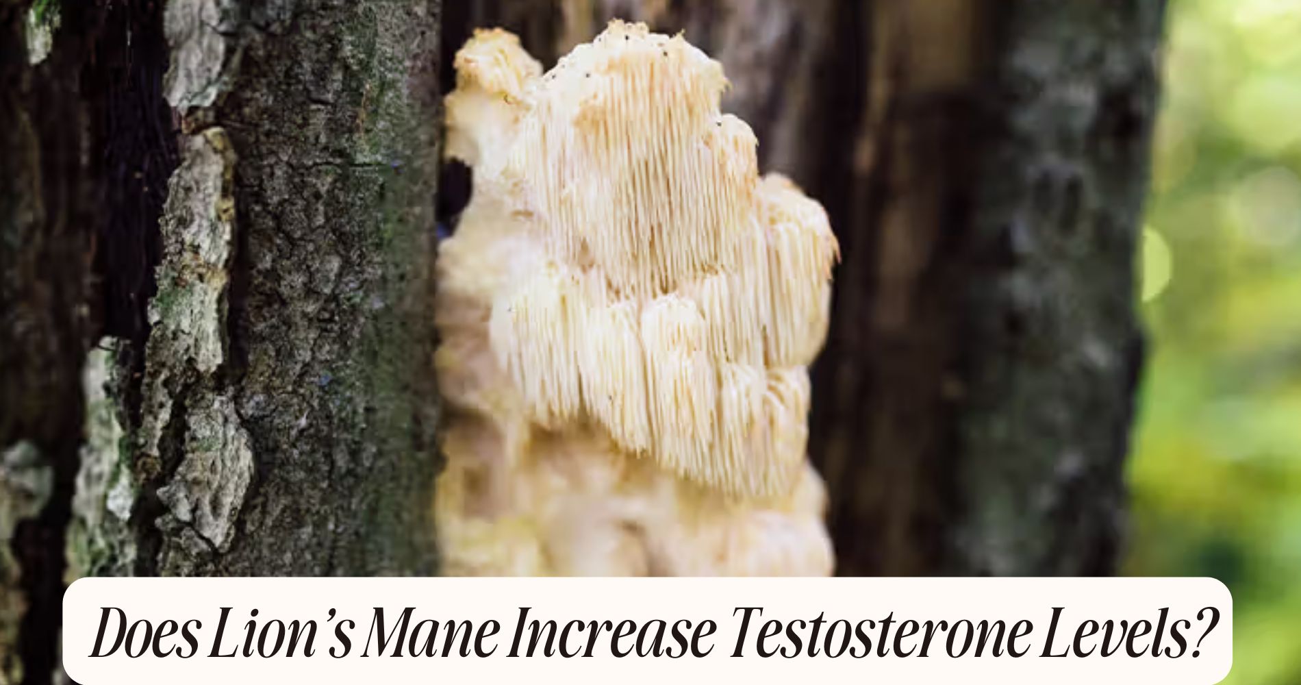 Does Lion’s Mane Increase Testosterone Levels?