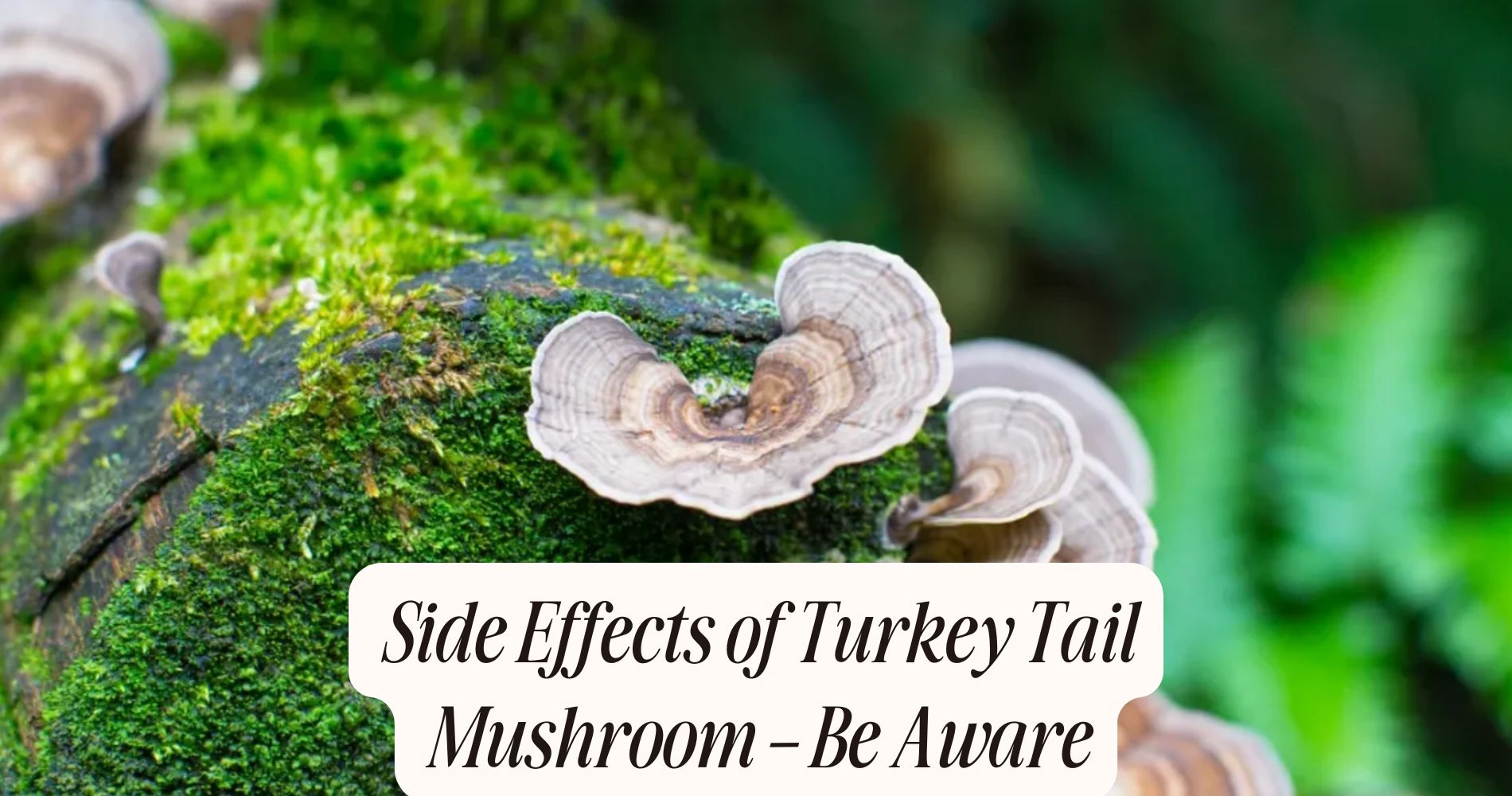 Side Effects of Turkey Tail Mushroom – Be Aware