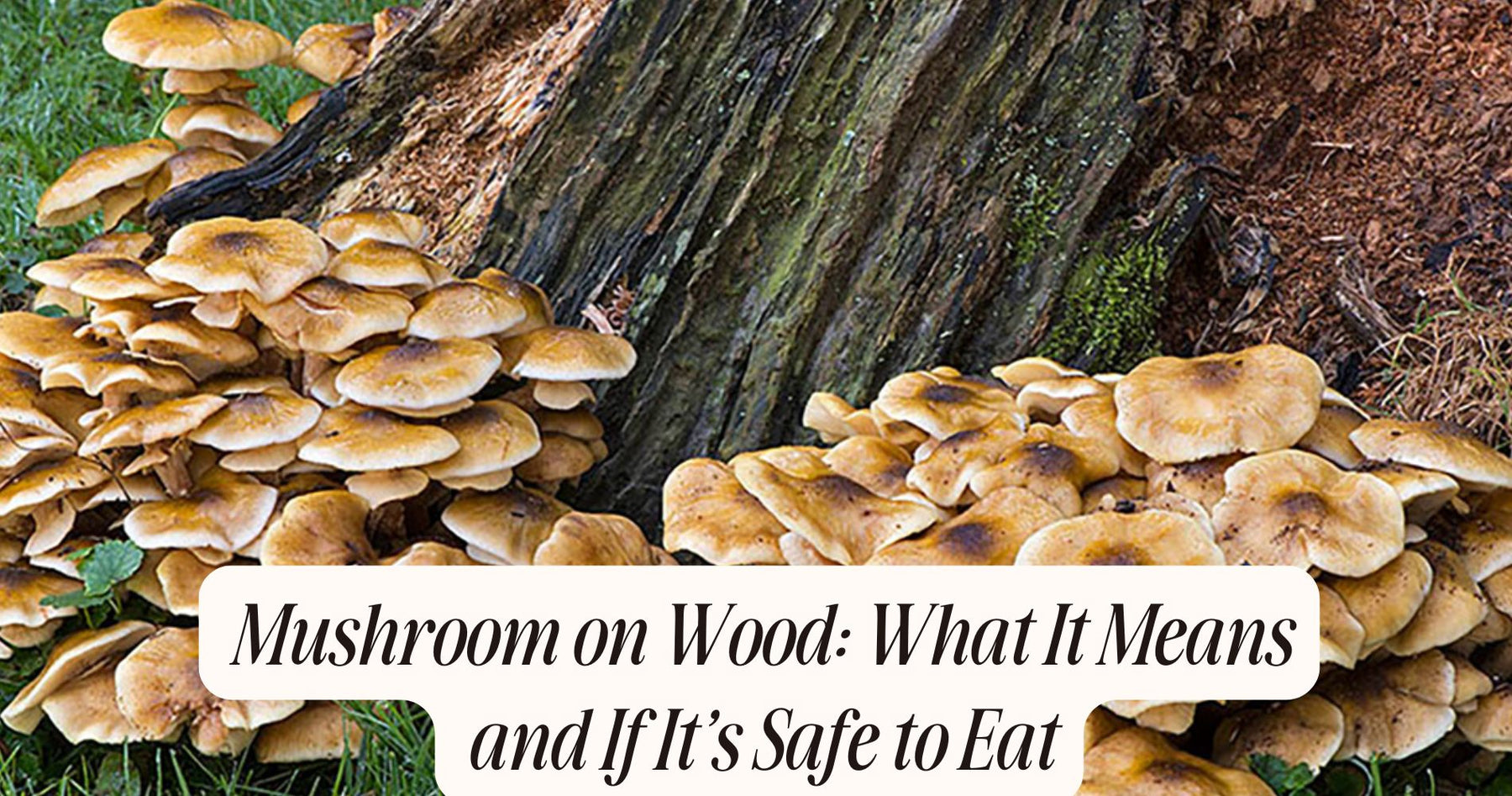 Mushroom on Wood: What It Means and If It’s Safe to Eat